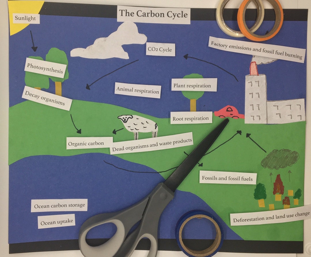 The Carbon Cycle Diagram Carbon Cycle Matching Activity - Etsy Finland