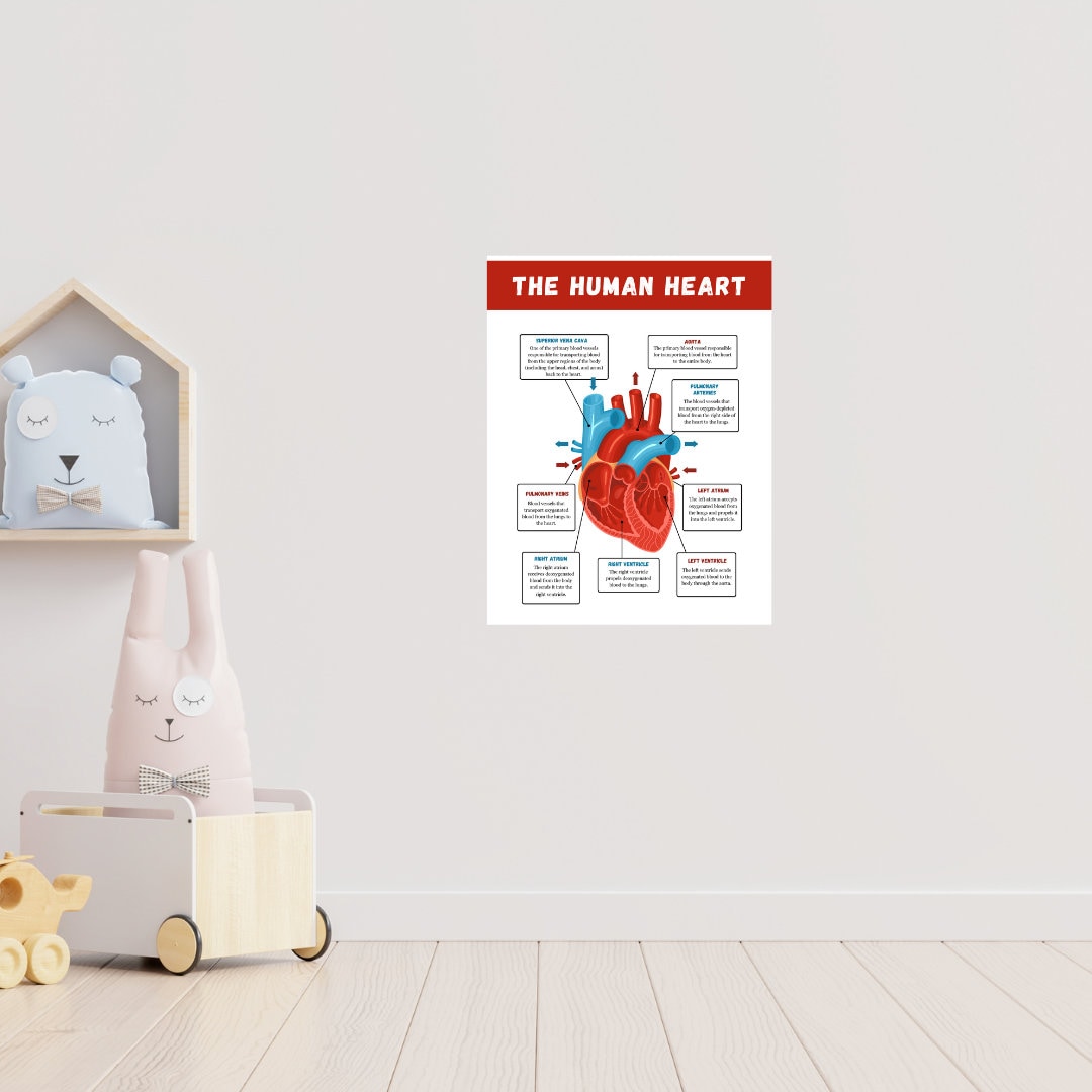 The Human Heart Poster, Anatomy Poster, Classroom Poster, Organs of the ...
