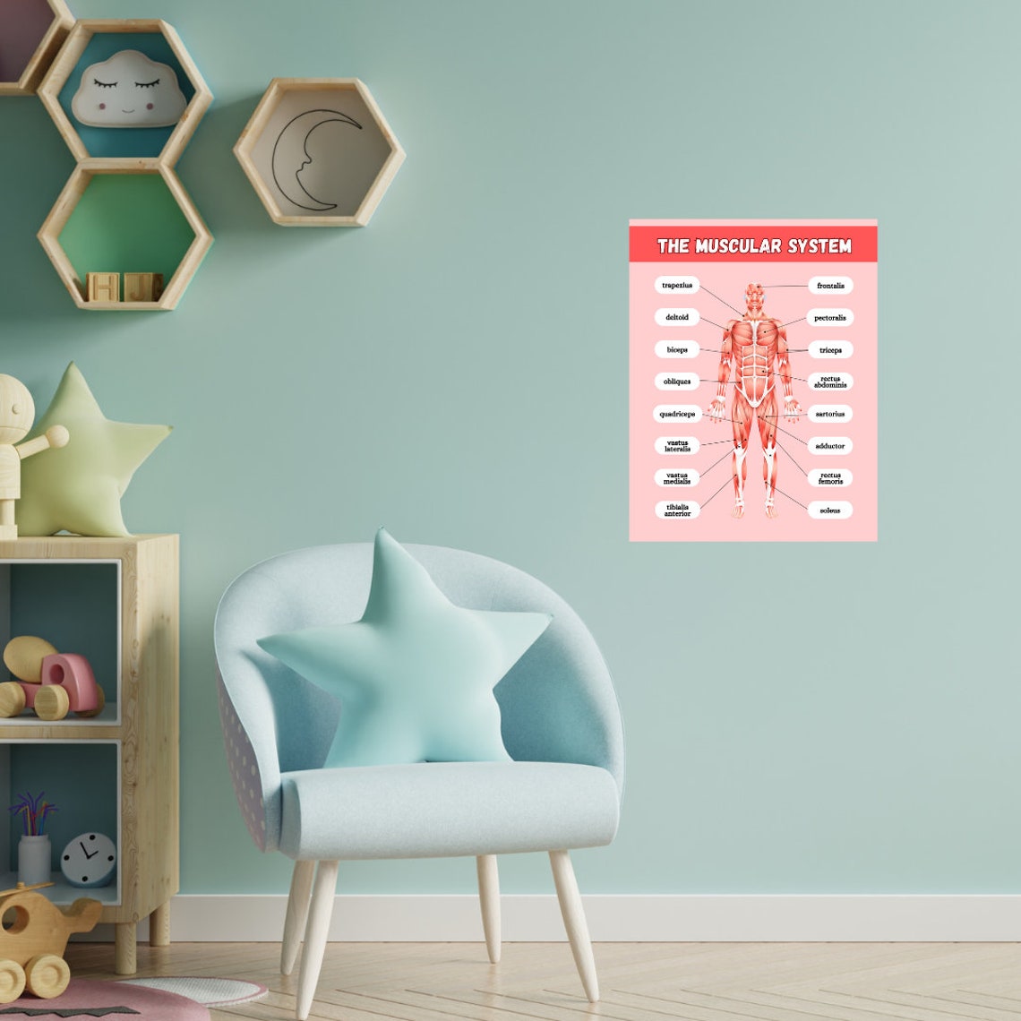 The Muscular System Poster, Anatomy Poster, Classroom Poster, Muscles ...