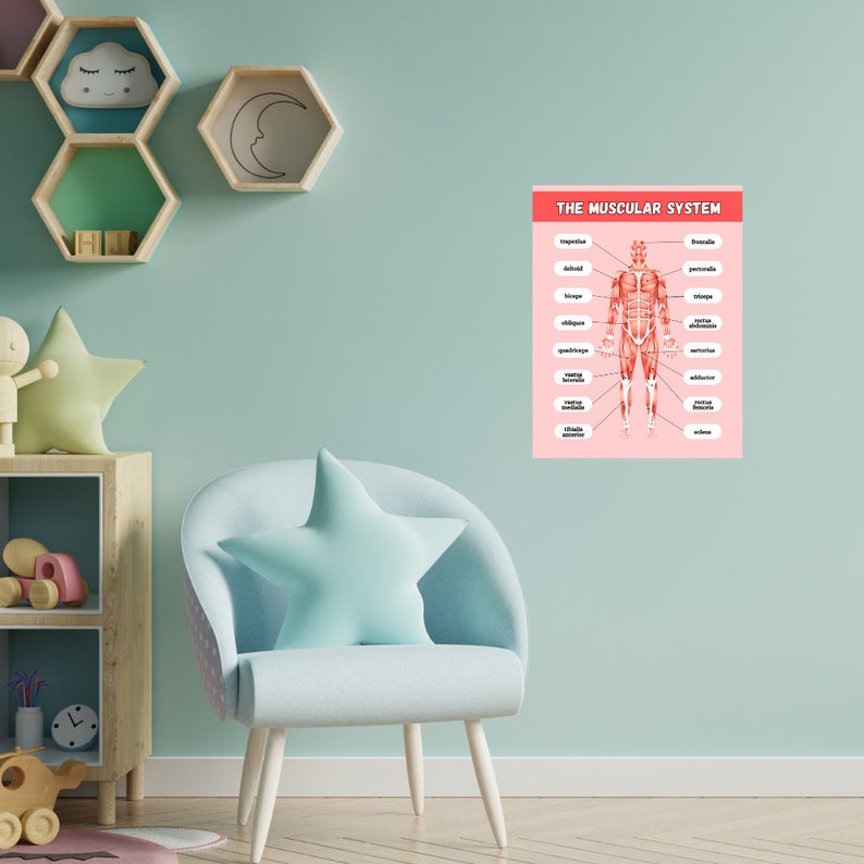 The Muscular System Poster, Anatomy Poster, Classroom Poster, Muscles ...