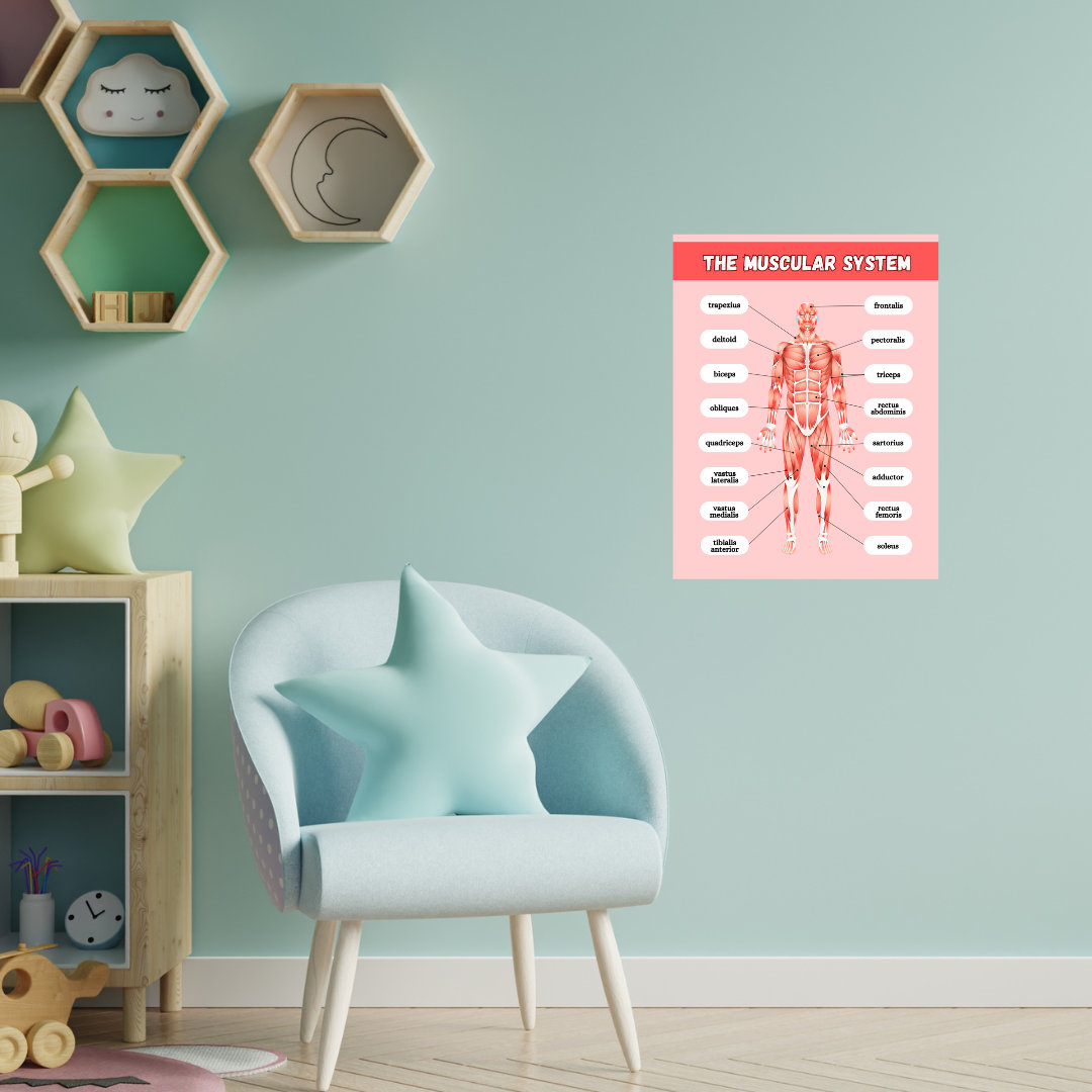 The Muscular System Poster, Anatomy Poster, Classroom Poster, Muscles ...