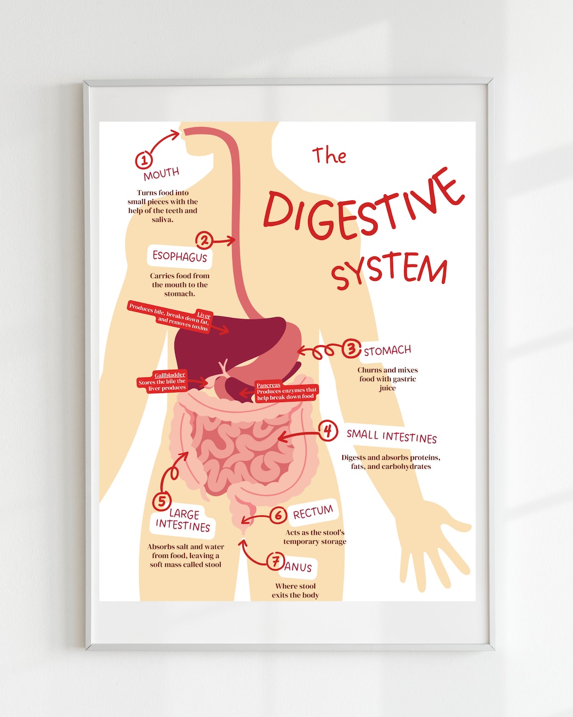 The Digestive System Poster, Anatomy Poster, Classroom Poster, Organs ...