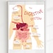 The Digestive System Poster, Anatomy Poster, Classroom Poster, Organs ...