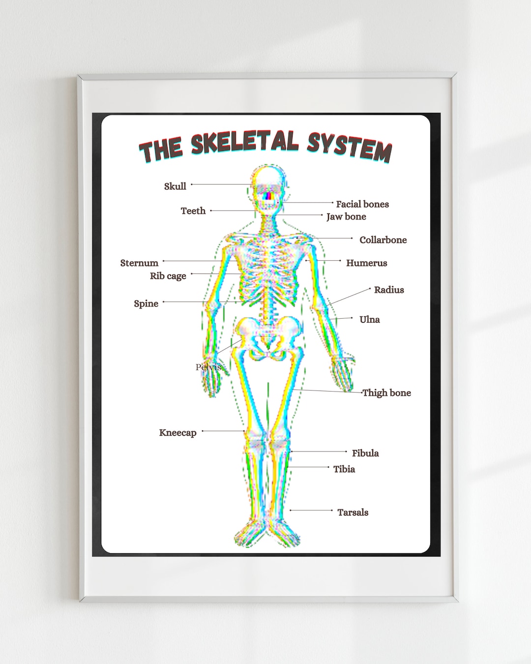 The Skeletal System Poster, Anatomy Poster, Educational Print ...