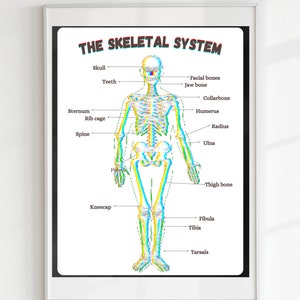 The Skeletal System Poster, Anatomy Poster, Educational Print ...