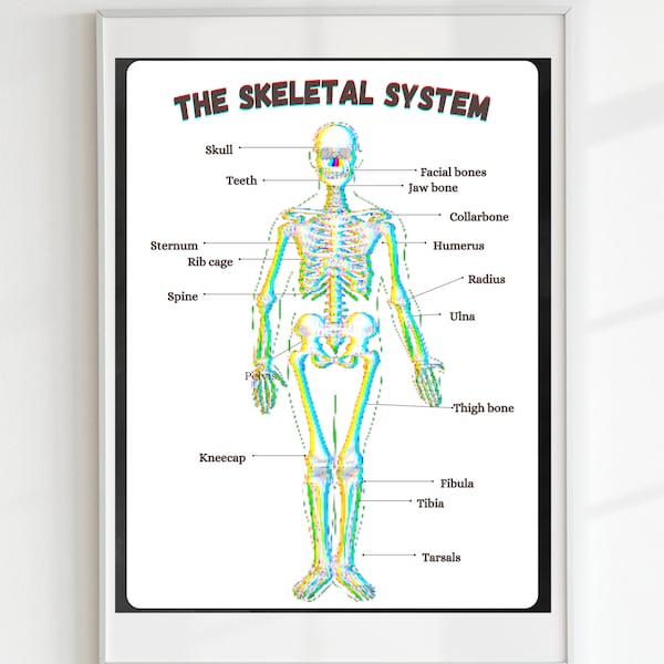 Skeletal System Poster - Etsy