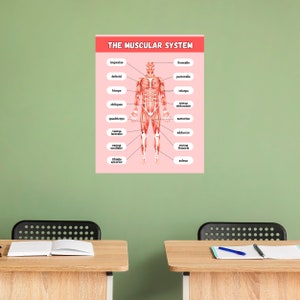 The Muscular System Poster, Anatomy Poster, Classroom Poster, Muscles ...