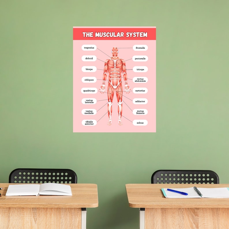 The Muscular System Poster, Anatomy Poster, Classroom Poster, Muscles ...
