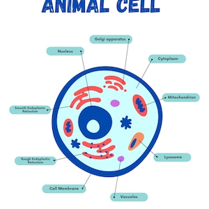 Animal Cell Poster,educational Print, Printable Wall Art, Montessori ...