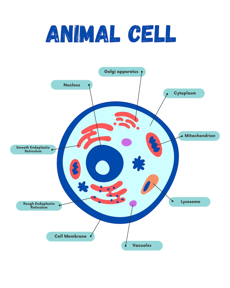 Animal Cell Poster,educational Print, Printable Wall Art, Montessori ...
