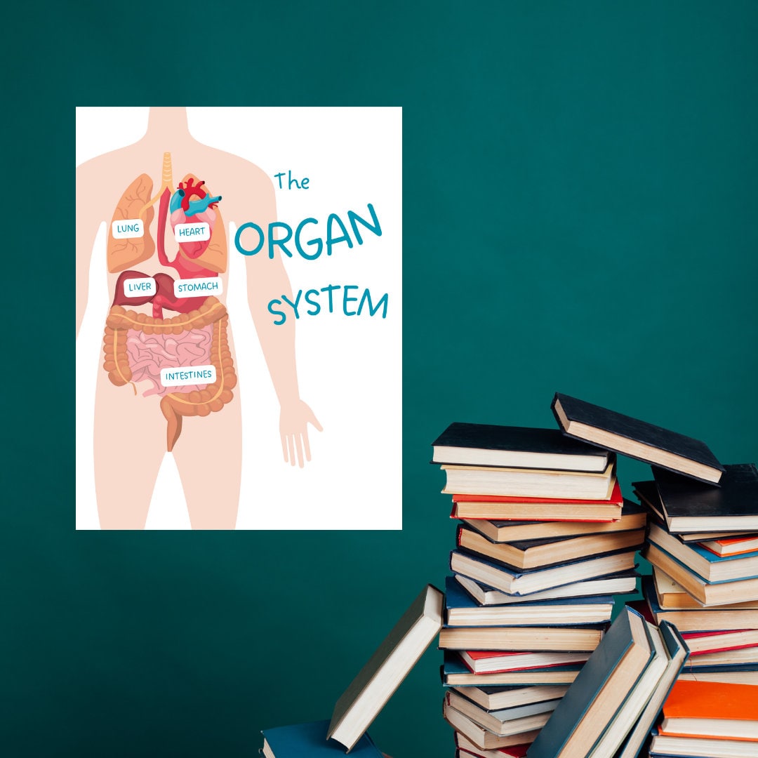 The Organ System Poster, Anatomy Poster, Classroom Poster, Organs of ...