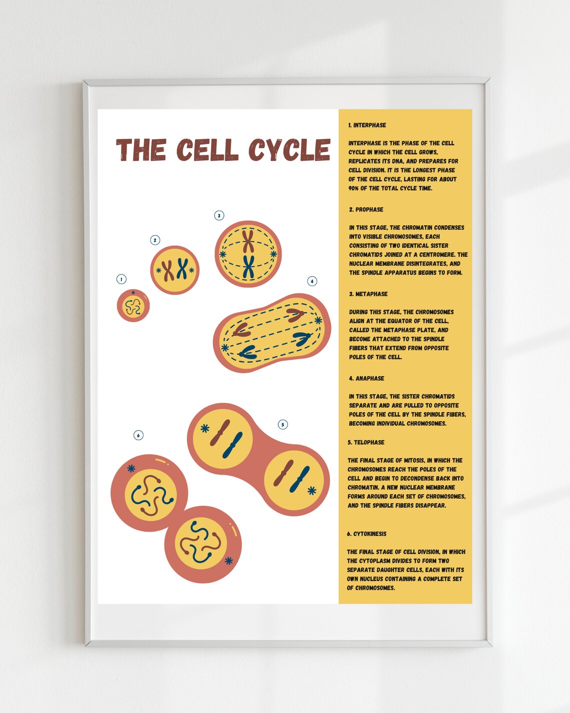Cell Cycle Poster, Cell Phases, Biology Poster, Biology Printable ...