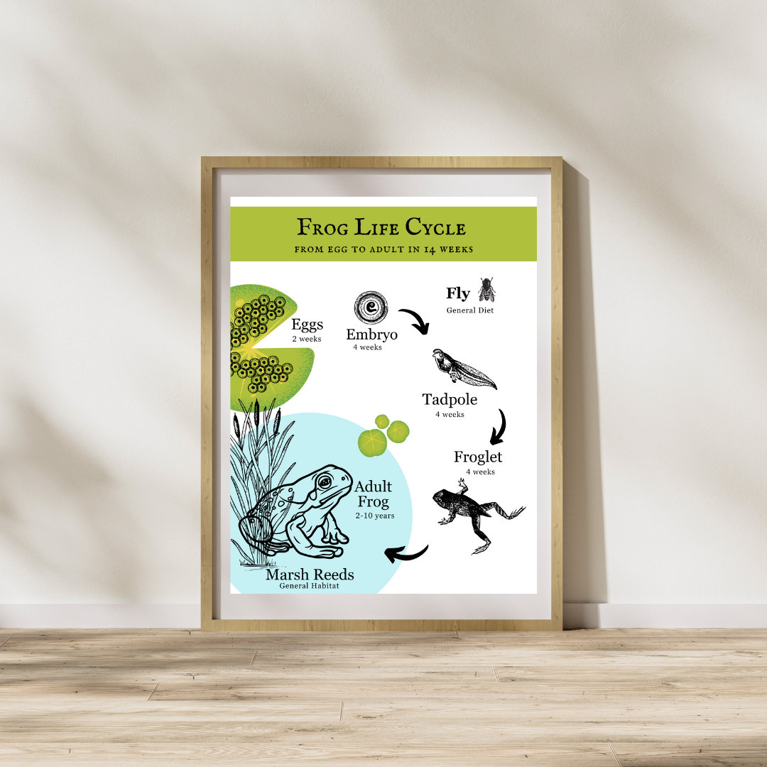 Frog Life Cycle Poster, Tadpole Poster, Biology Poster, Montessori ...
