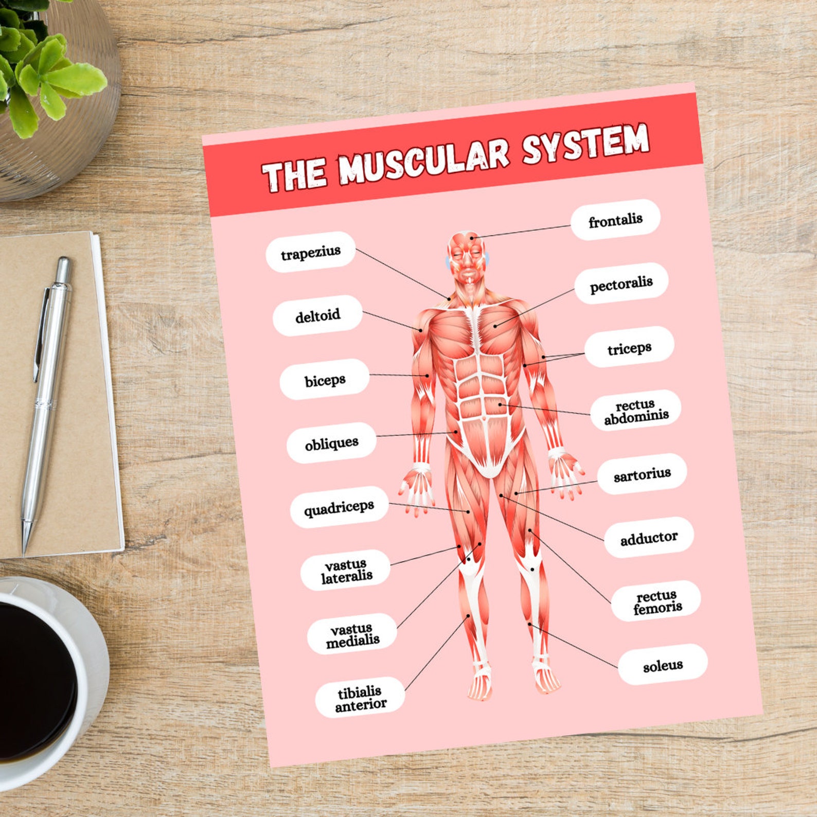 The Muscular System Poster, Anatomy Poster, Classroom Poster, Muscles ...