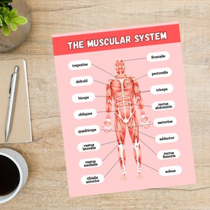The Muscular System Poster, Anatomy Poster, Classroom Poster, Muscles ...