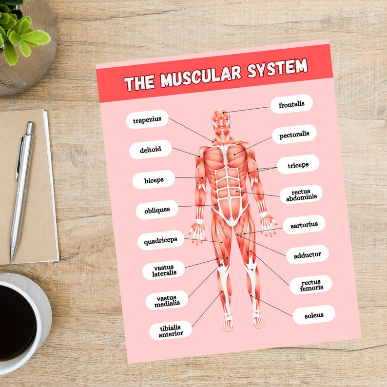 The Muscular System Poster, Anatomy Poster, Classroom Poster, Muscles ...