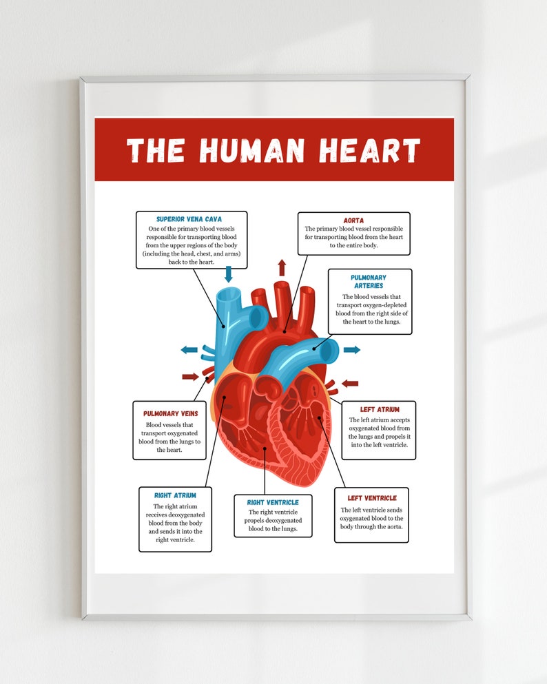 The Human Heart Poster, Anatomy Poster, Classroom Poster, Organs of the ...