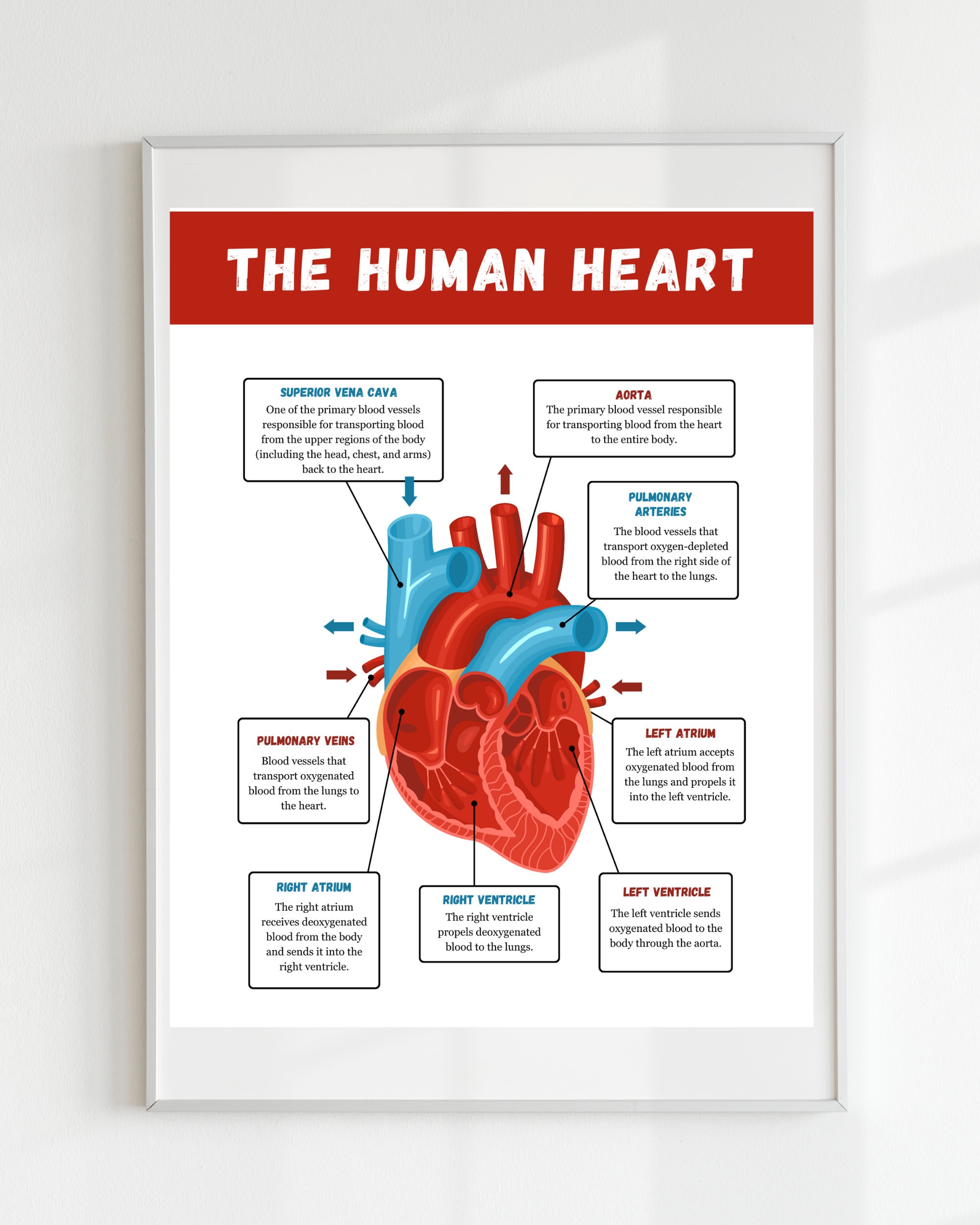 The Human Heart Poster, Anatomy Poster, Classroom Poster, Organs of the ...