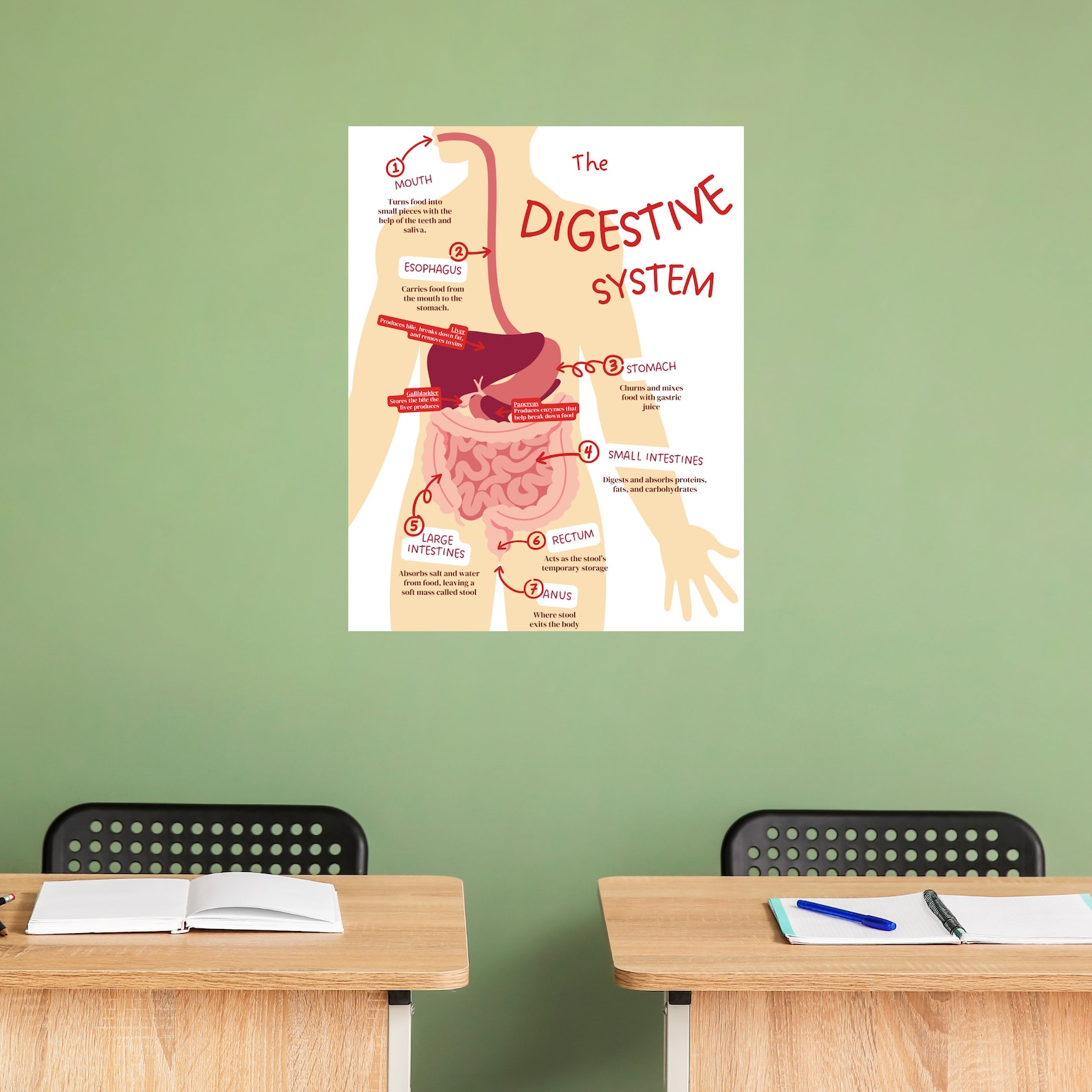 The Digestive System Poster, Anatomy Poster, Classroom Poster, Organs ...