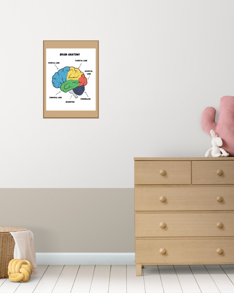 Brain Anatomy Poster,educational Print, Classroom Poster, Anatomy Print ...