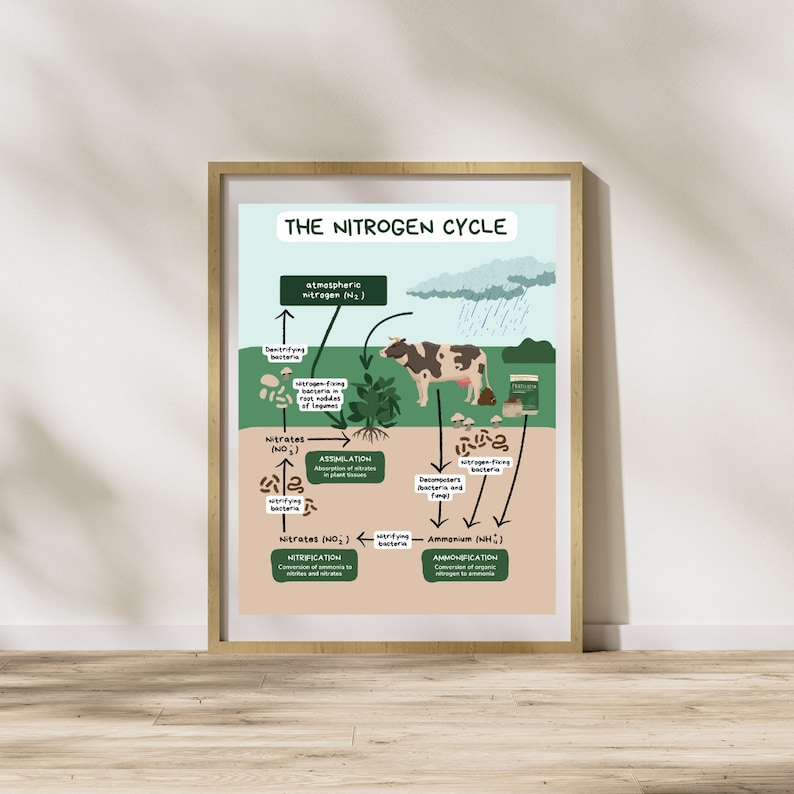 The Nitrogen Cycle Poster, Nitrogen Poster, Chemistry Poster ...