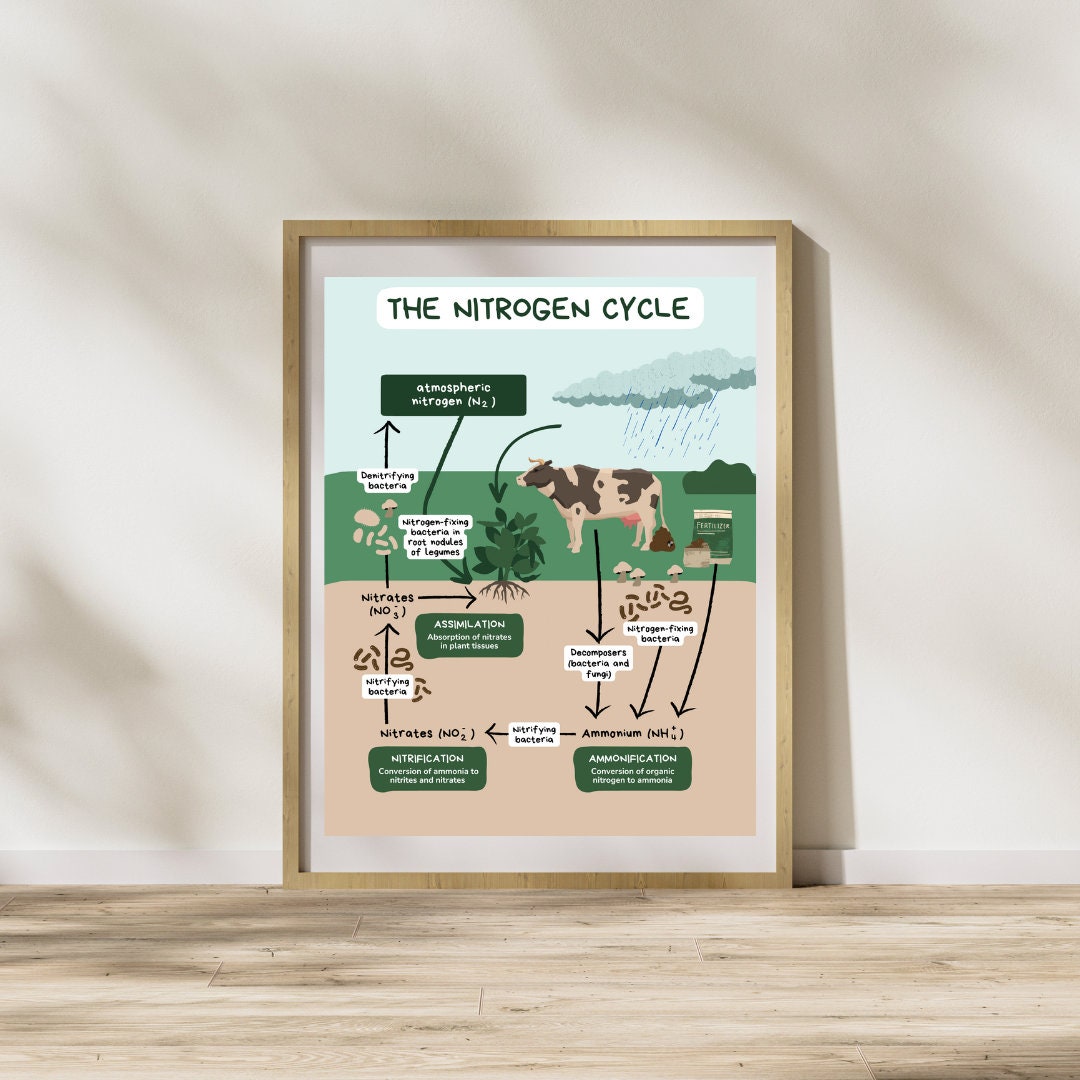 The Nitrogen Cycle Poster, Nitrogen Poster, Chemistry Poster ...