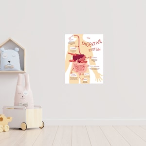 The Digestive System Poster, Anatomy Poster, Classroom Poster, Organs ...