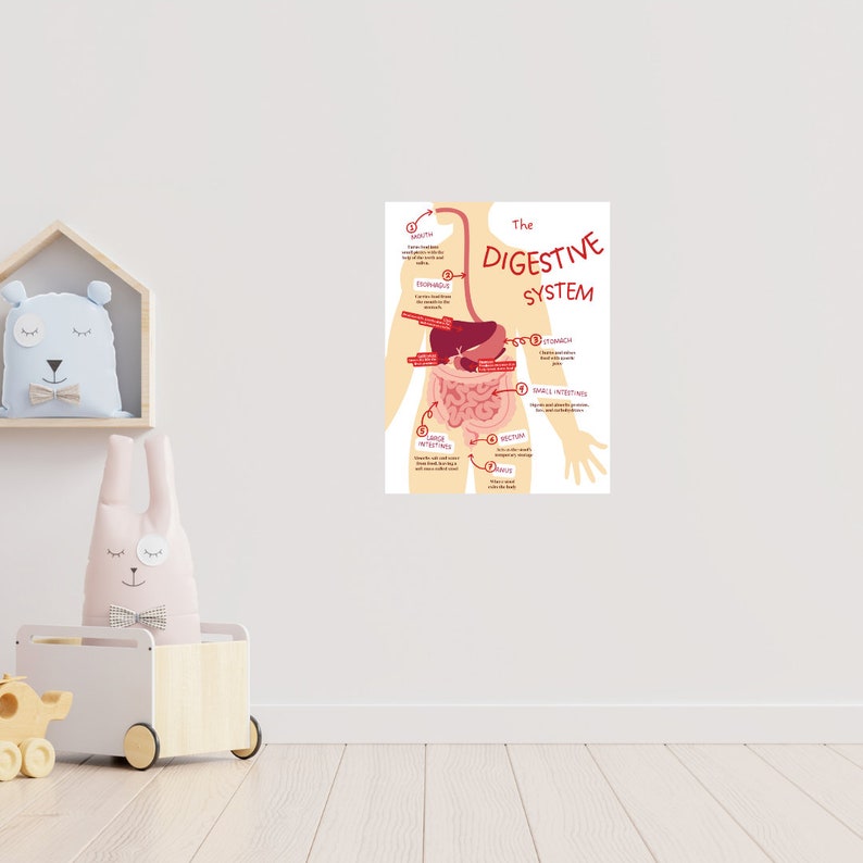 The Digestive System Poster, Anatomy Poster, Classroom Poster, Organs ...