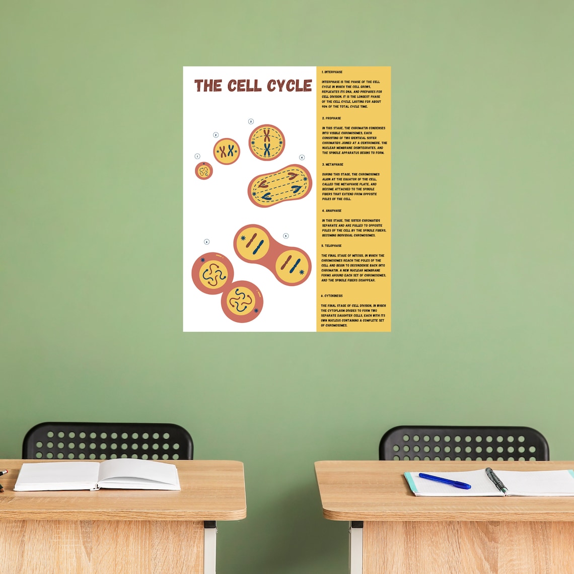 Cell Cycle Poster, Cell Phases, Biology Poster, Biology Printable ...