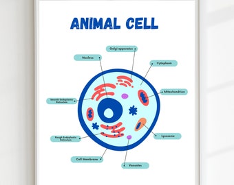 EDUCATIONAL- Animal Cell Poster - Etsy