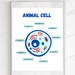 Animal Cell Poster,educational Print, Printable Wall Art, Montessori ...
