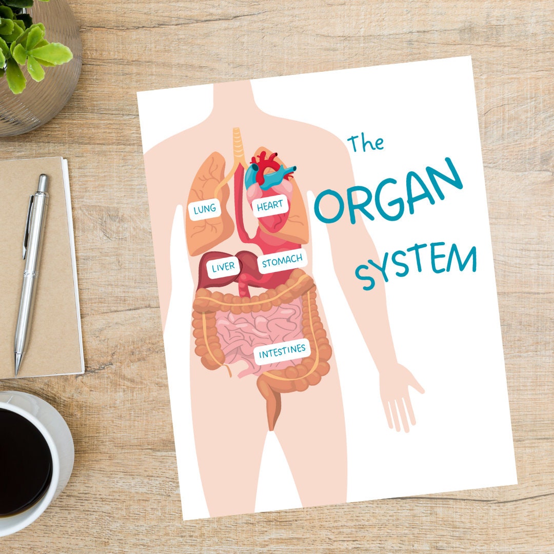 The Organ System Poster, Anatomy Poster, Classroom Poster, Organs of ...