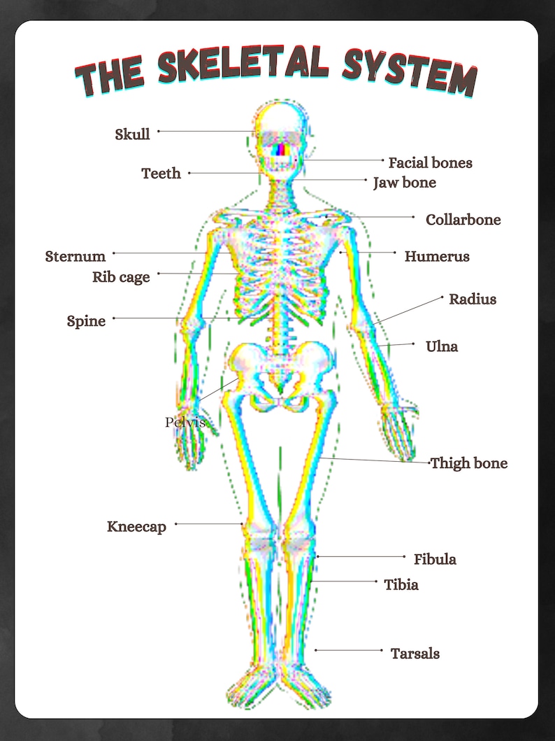 The Skeletal System Poster, Anatomy Poster, Educational Print ...