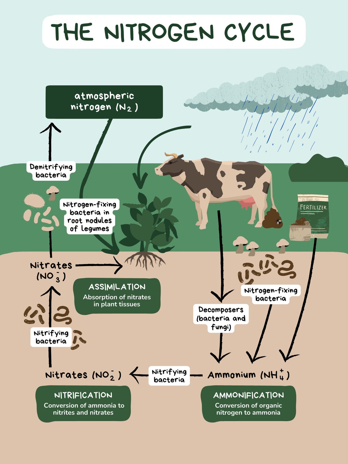 The Nitrogen Cycle Poster, Nitrogen Poster, Chemistry Poster ...