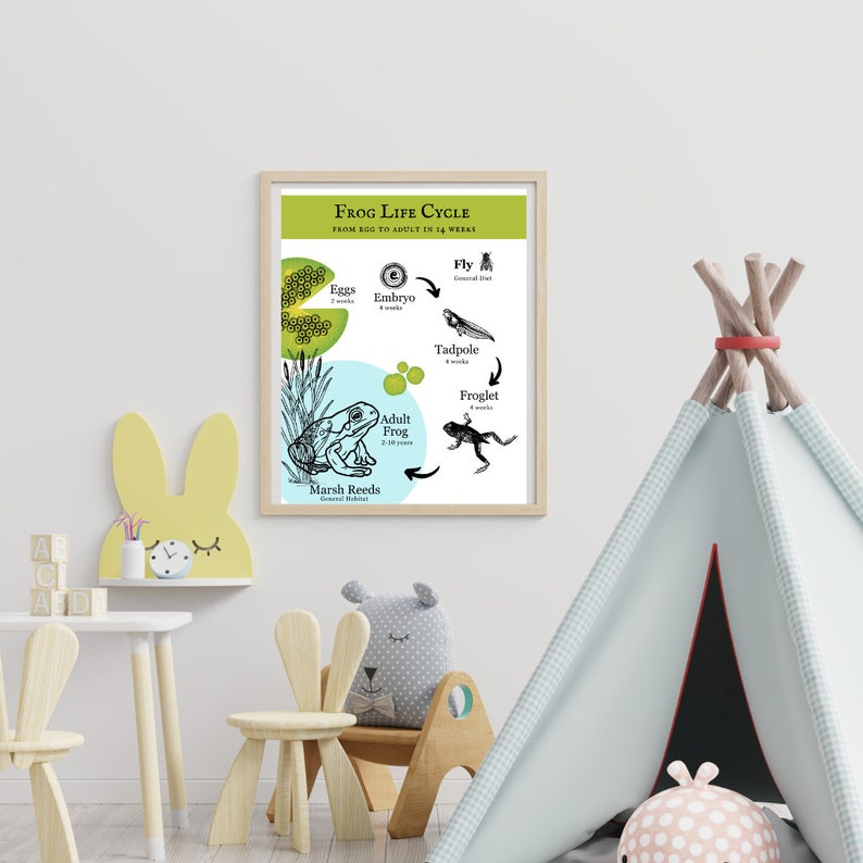 Frog Life Cycle Poster, Tadpole Poster, Biology Poster, Montessori ...