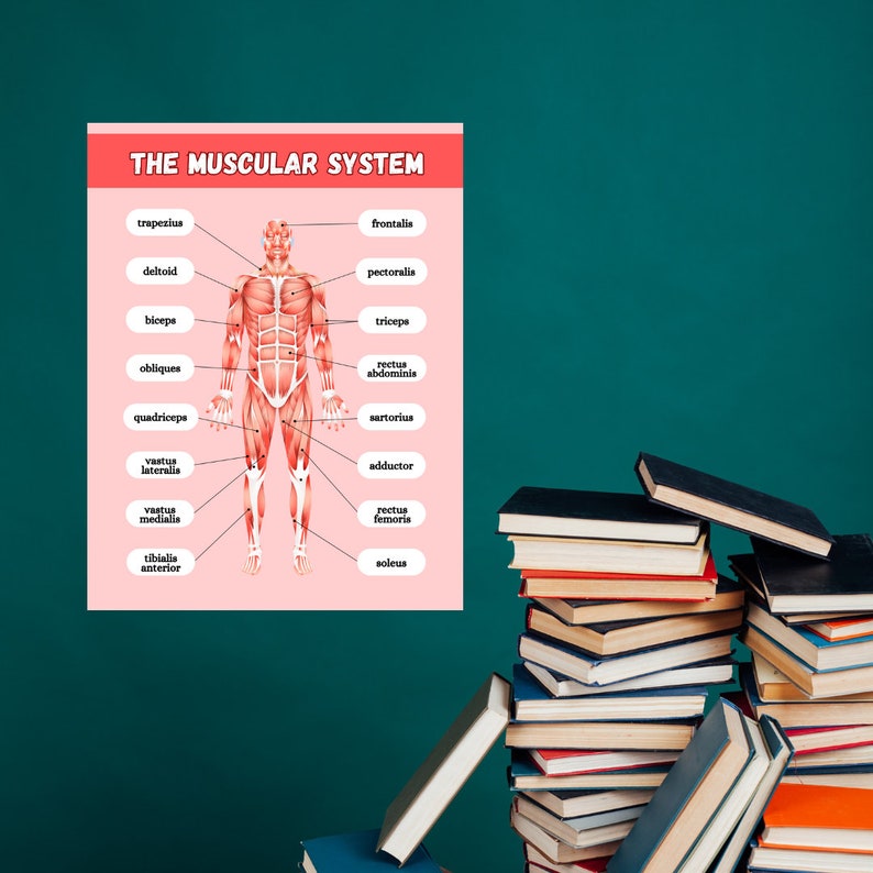 The Muscular System Poster, Anatomy Poster, Classroom Poster, Muscles ...