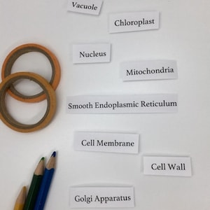 Plant Cell Diagram With Detachable Pieces (10pc), Matching Activity ...