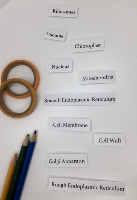 Plant Cell Diagram With Detachable Pieces (10pc), Matching Activity ...