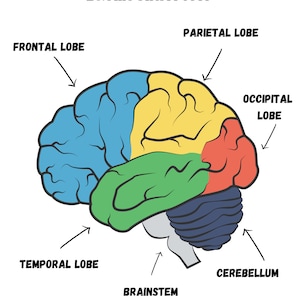 Brain Anatomy Poster,educational Print, Classroom Poster, Anatomy Print ...