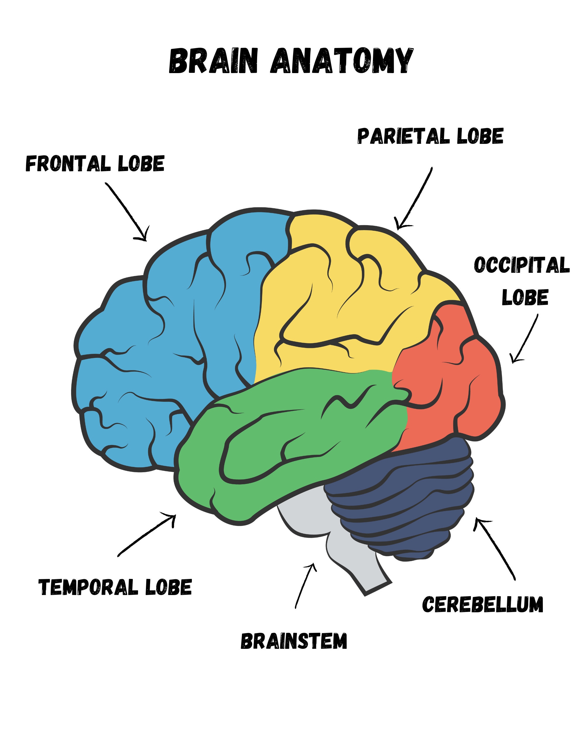 Brain Anatomy Poster,educational Print, Classroom Poster, Anatomy Print ...