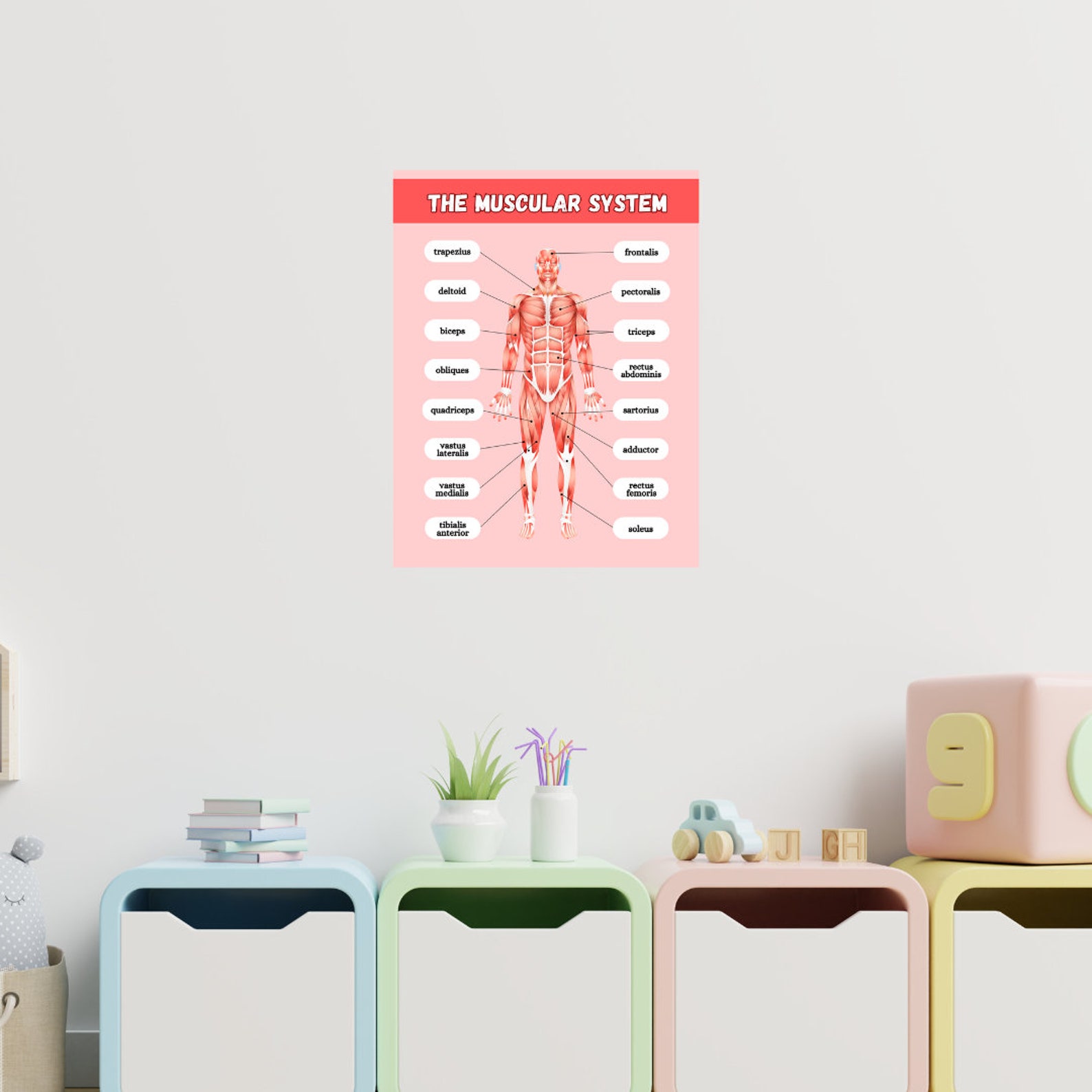 The Muscular System Poster, Anatomy Poster, Classroom Poster, Muscles ...