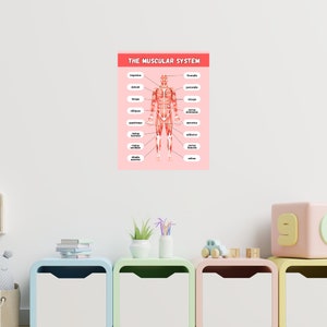 The Muscular System Poster, Anatomy Poster, Classroom Poster, Muscles ...