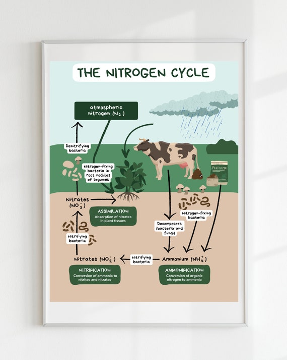 Thoughts To Promote Positive Action The Nitrogen Cycle Nitrogen Cycle