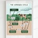 The Nitrogen Cycle Poster, Nitrogen Poster, Chemistry Poster ...