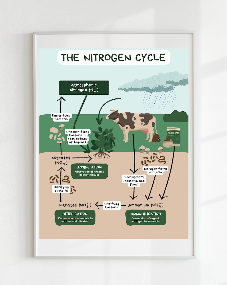 The Nitrogen Cycle Poster, Nitrogen Poster, Chemistry Poster ...