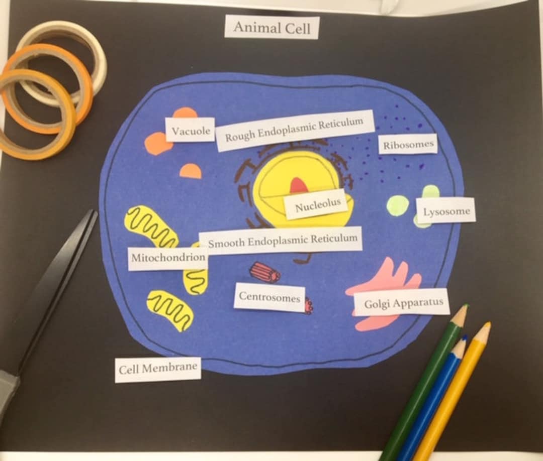 Animal Cell Diagram, Matching Activity (10pc), Homeschool Materials ...