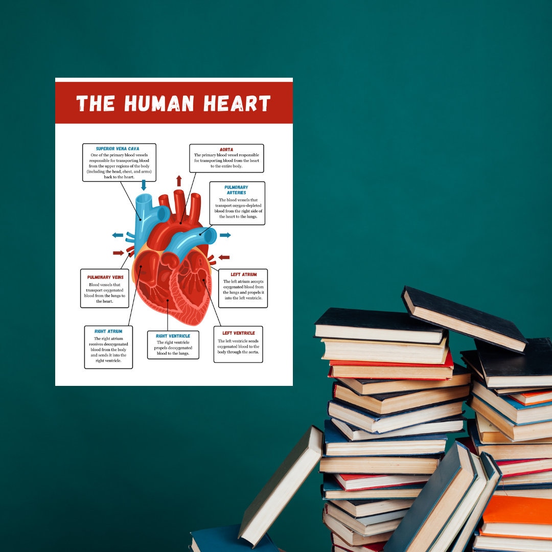 The Human Heart Poster, Anatomy Poster, Classroom Poster, Organs of the ...