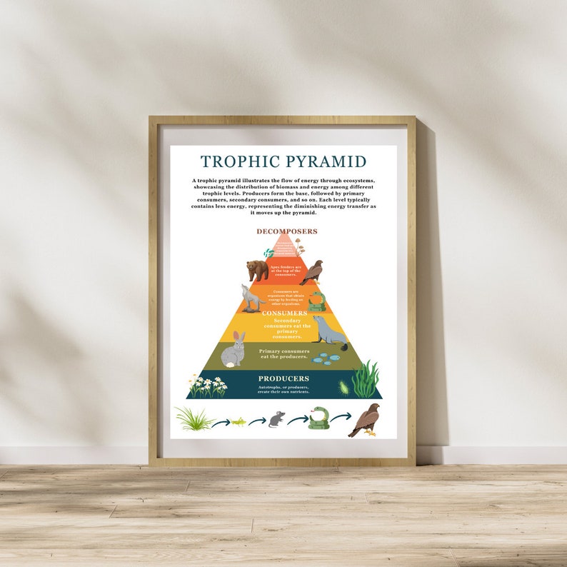 Trophic Pyramid Poster, Food Web Poster, Educational Print, Montessori ...