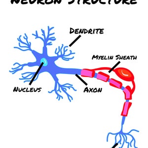 Neuron Poster,educational Print, Printable Wall Art, Montessori ...