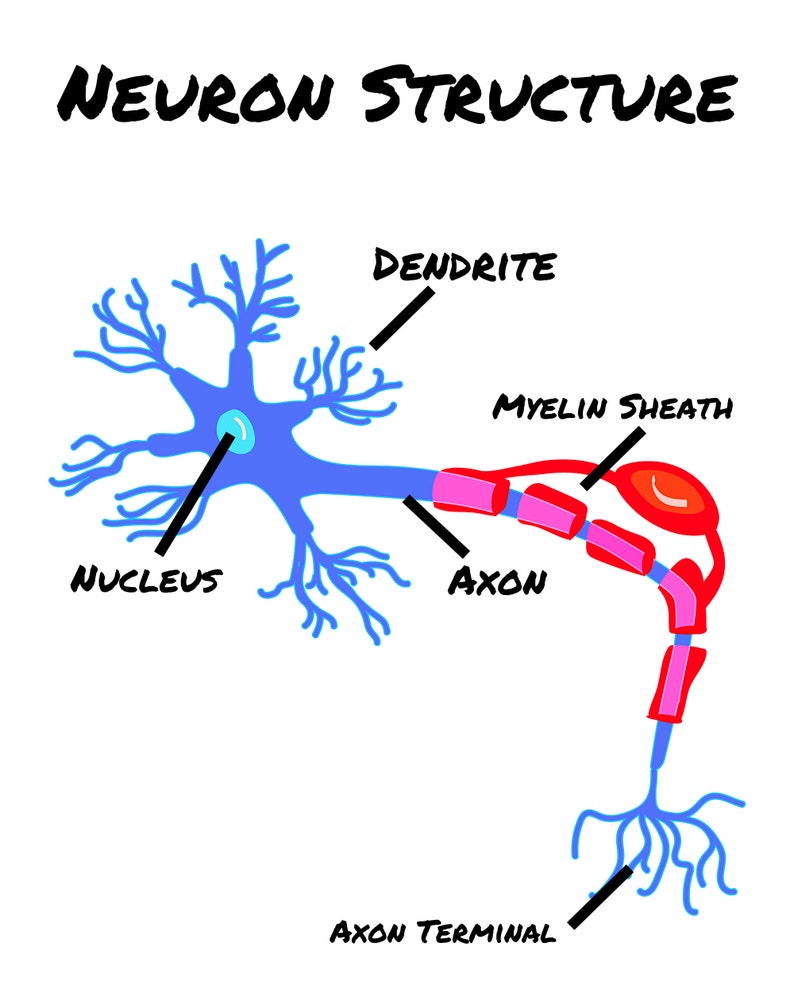Neuron Poster,educational Print, Printable Wall Art, Montessori ...